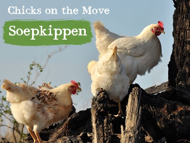 Biologische Maaltijdsoep met Wortel, Pompoen en Zoete aardappel - Hofweb